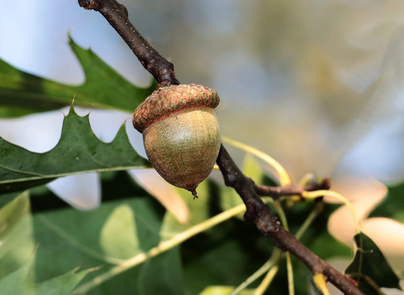 The Supreme Court’s NEPA Spring Clean Up: Seven County Infrastructure ...